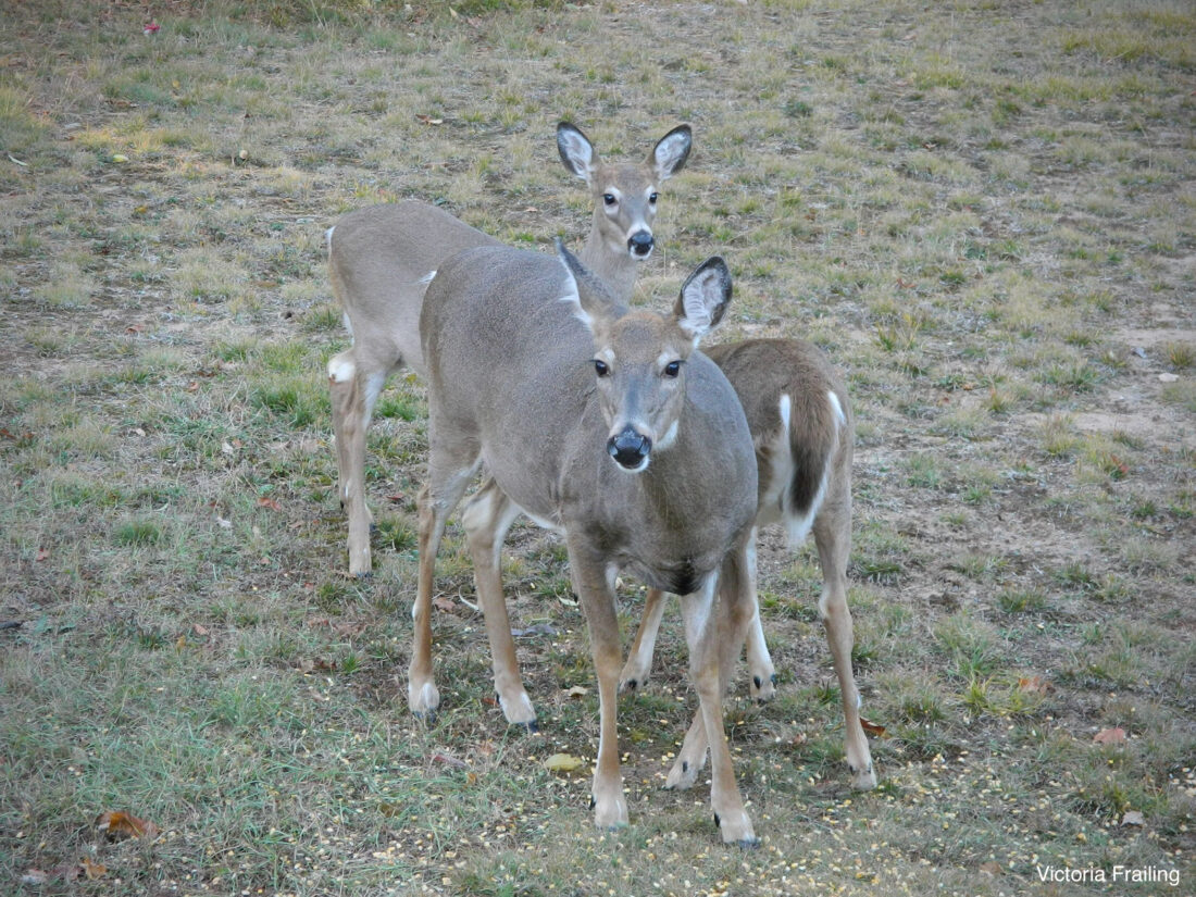 Friendly whitetails | News, Sports, Jobs - The Mining Journal